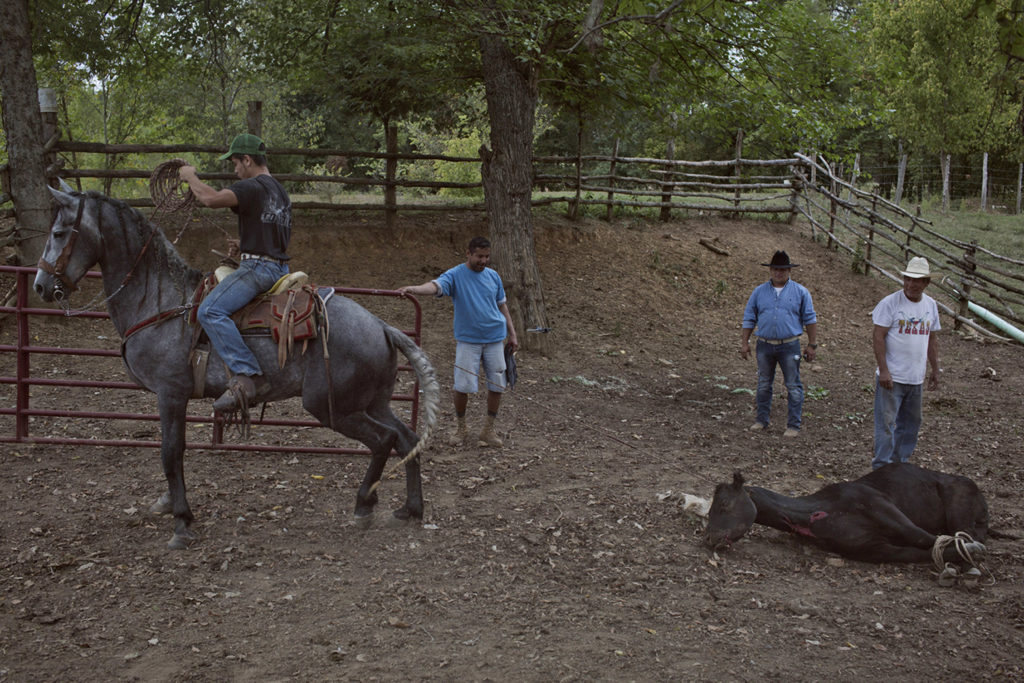 A Guatemalan tradition lives on at a Kentucky ranch | The GroundTruth ...