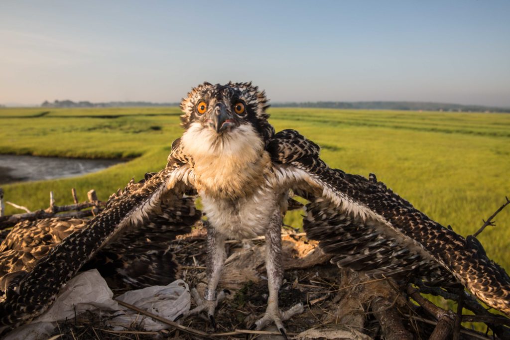 The Great Marsh | The GroundTruth Project