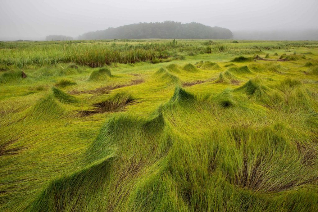 The Great Marsh | The GroundTruth Project