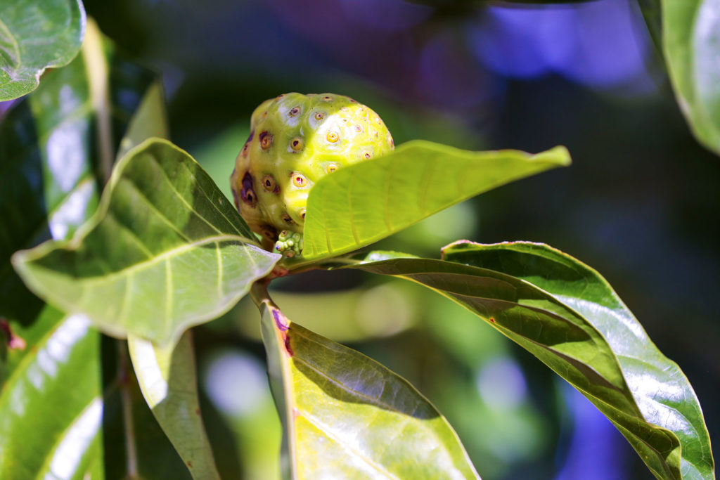 Alternative medicine blooms in Cuba | The GroundTruth Project
