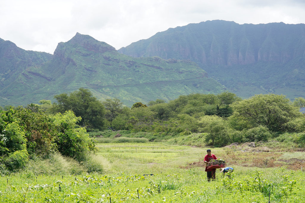 Native Hawaiians turn to traditional practices to address health ...