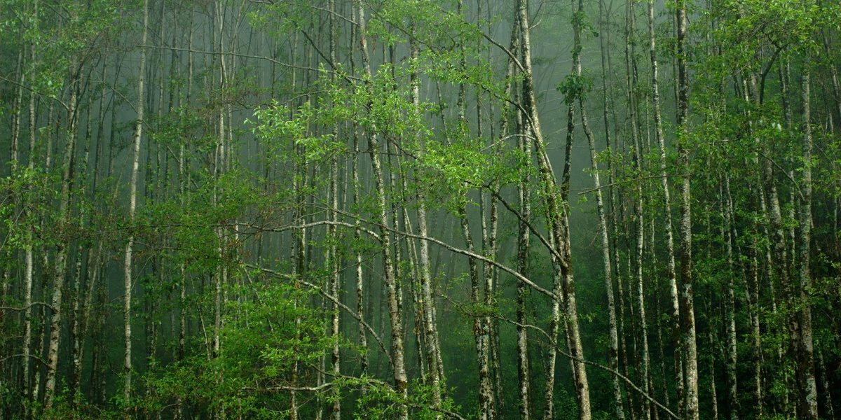 'Nearly 7,400 Sq Km of India's Forest Land Under Encroachment': Centre ...